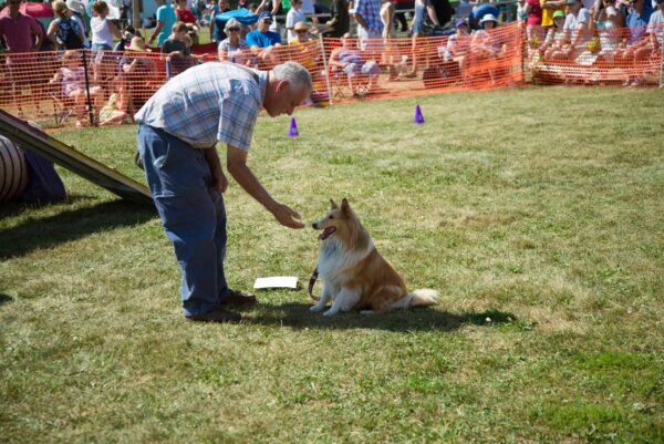 Scottish Breed Dog Show | Capital District Scottish Games