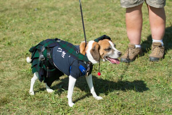 Scottish Breed Dog Show | Capital District Scottish Games
